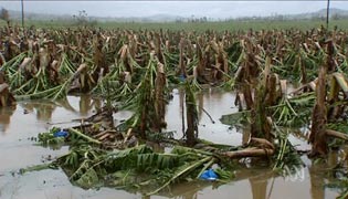 Cyclone-ravaged farmers welcome grants - ABC News