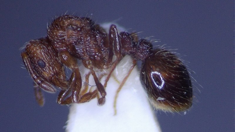 Saved insect collection may unlock evolutionary changes due to climate ...