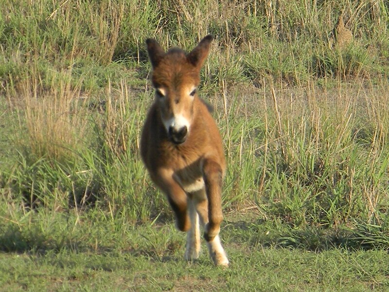 Miniature mules a big success in the Top End - ABC News