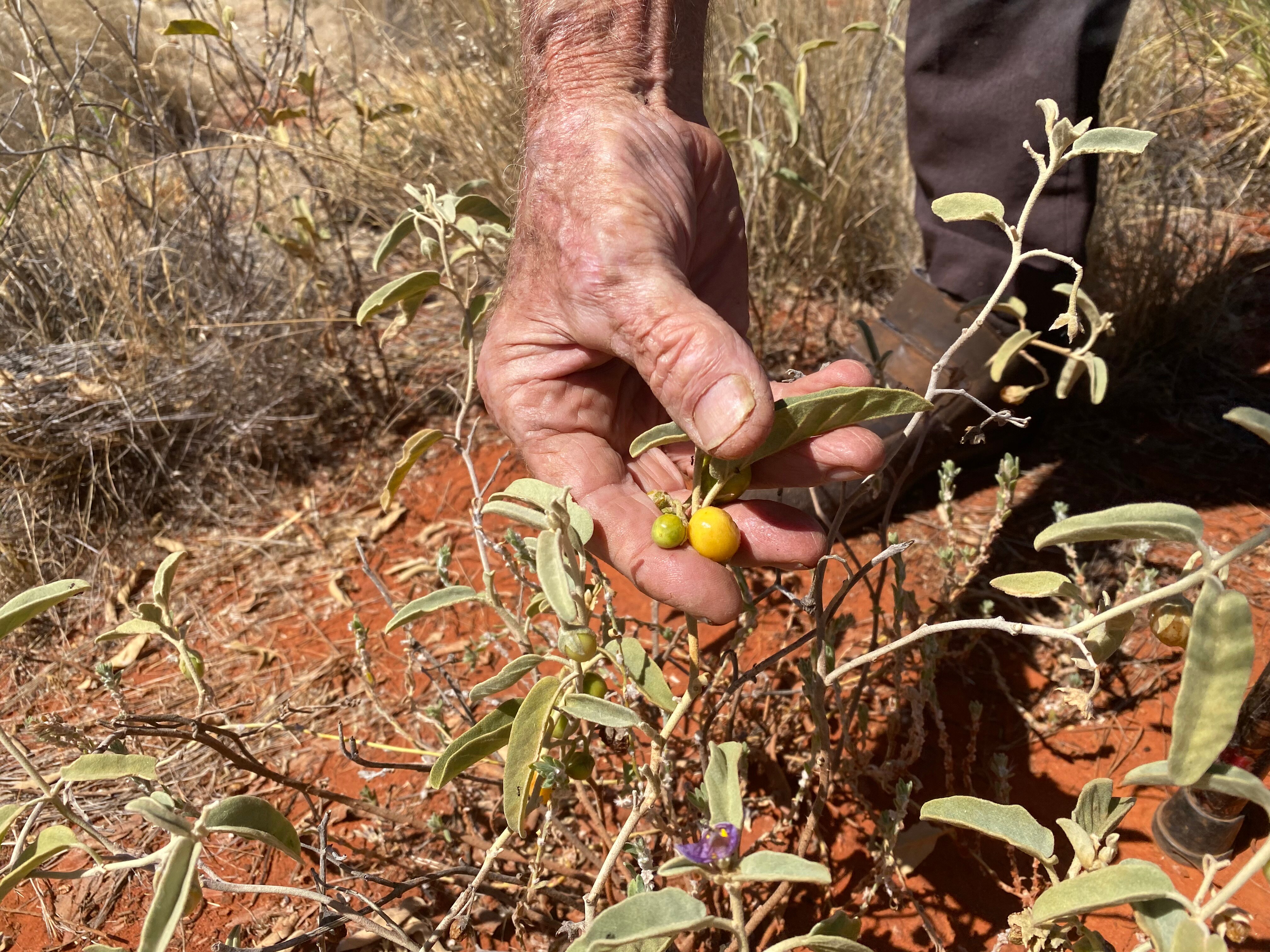 Bush tomato grower Max Emery hopes next generation will take on his ...
