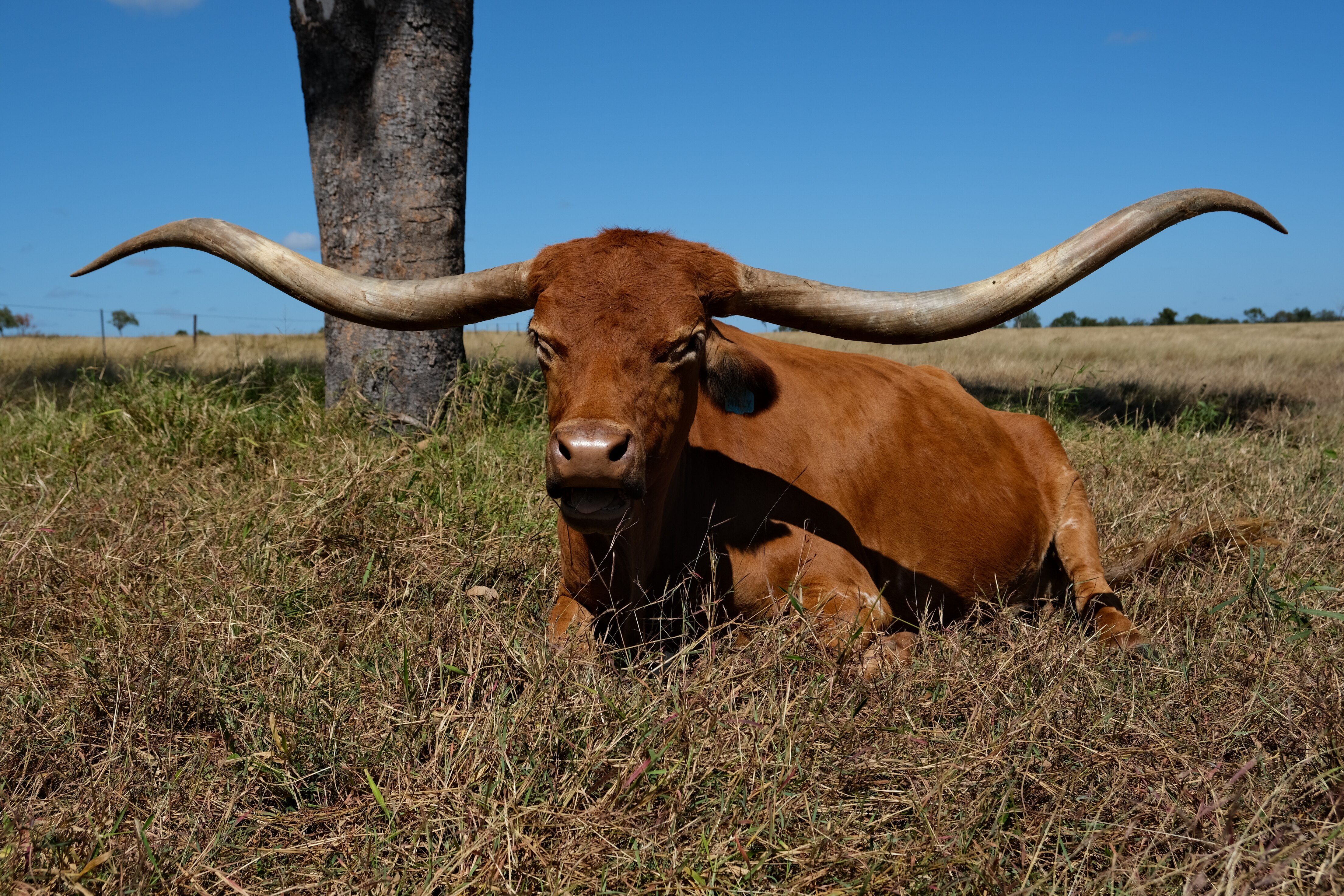 RM Williams made Texas longhorns familiar to Australia but growing the ...