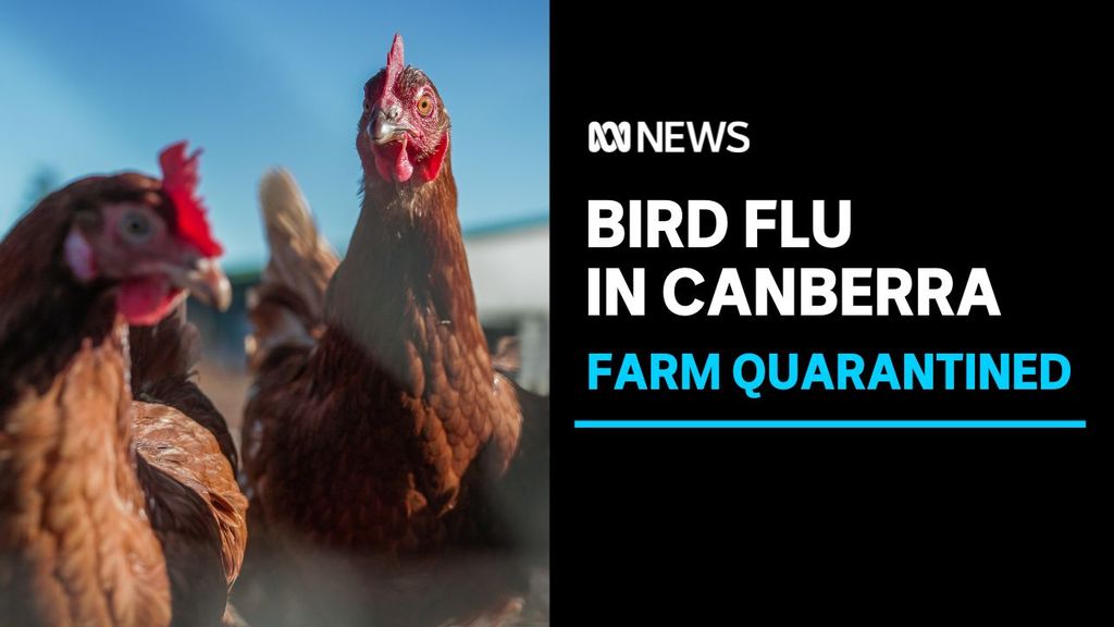 Avian influenza spreads with case detected at Canberra farm - ABC News