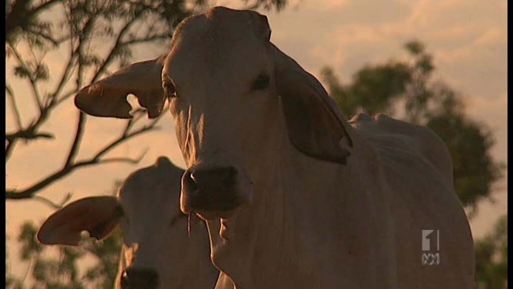 Gulf battlers - ABC News
