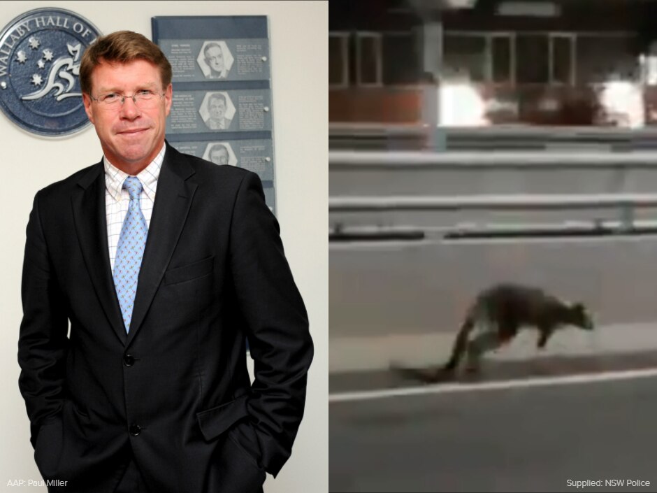 Wallaby rescued from Sydney Harbour by Manly ferry workers - ABC News