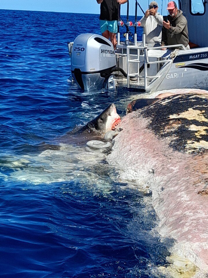 Shark feeding frenzy on sperm whale carcass seen by boaties off NSW far ...