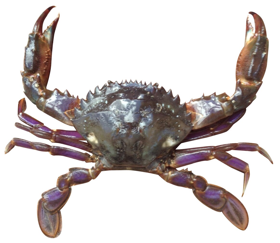 Fishers urged to look out for Asian paddle crab - ABC News