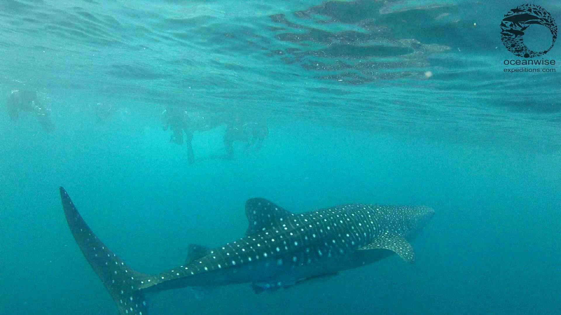 Tourists help scientists monitor whale sharks off Ningaloo Reef - ABC ...