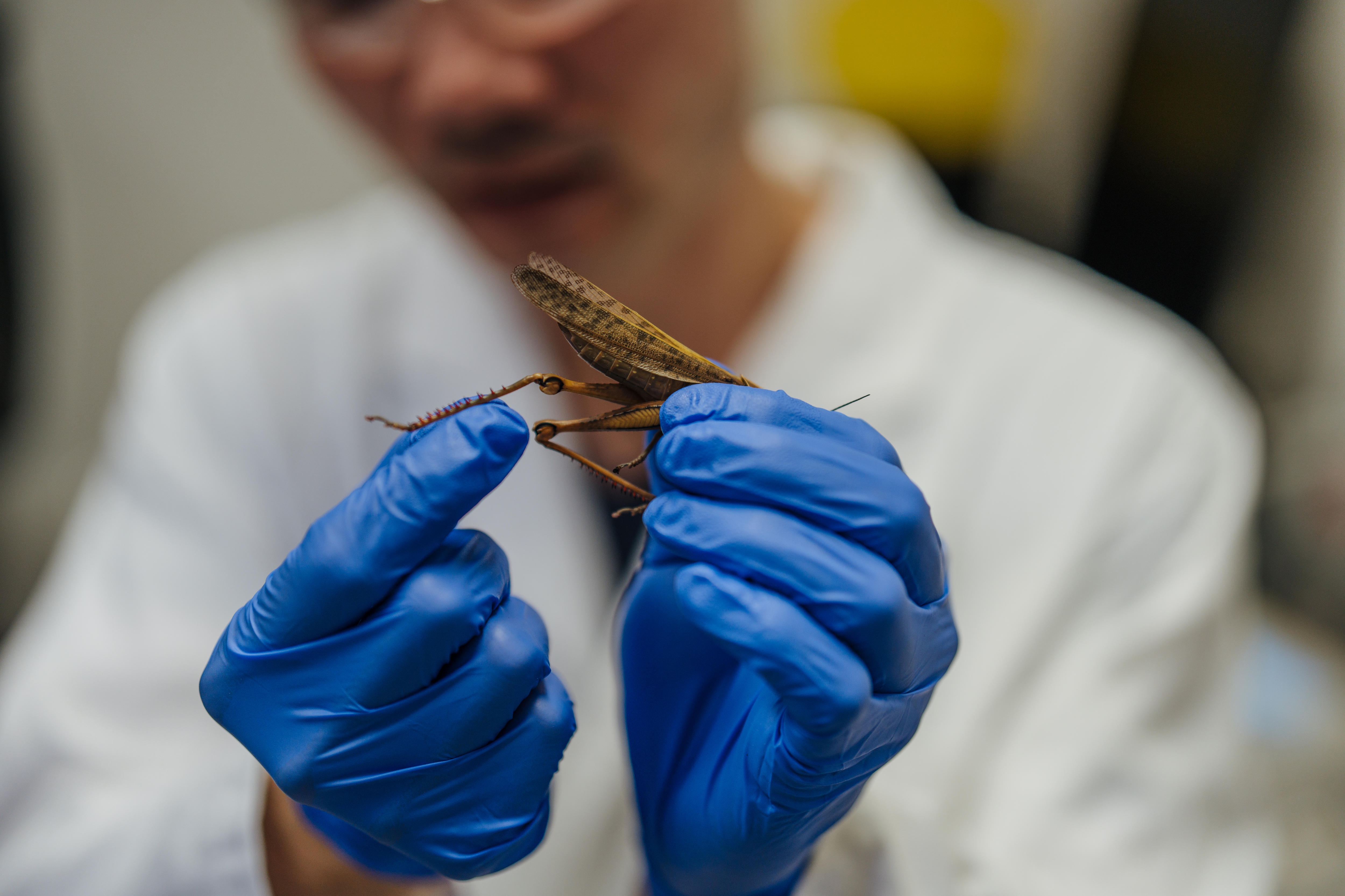 University of Sunshine Coast researcher receives $240,000 for spider ...