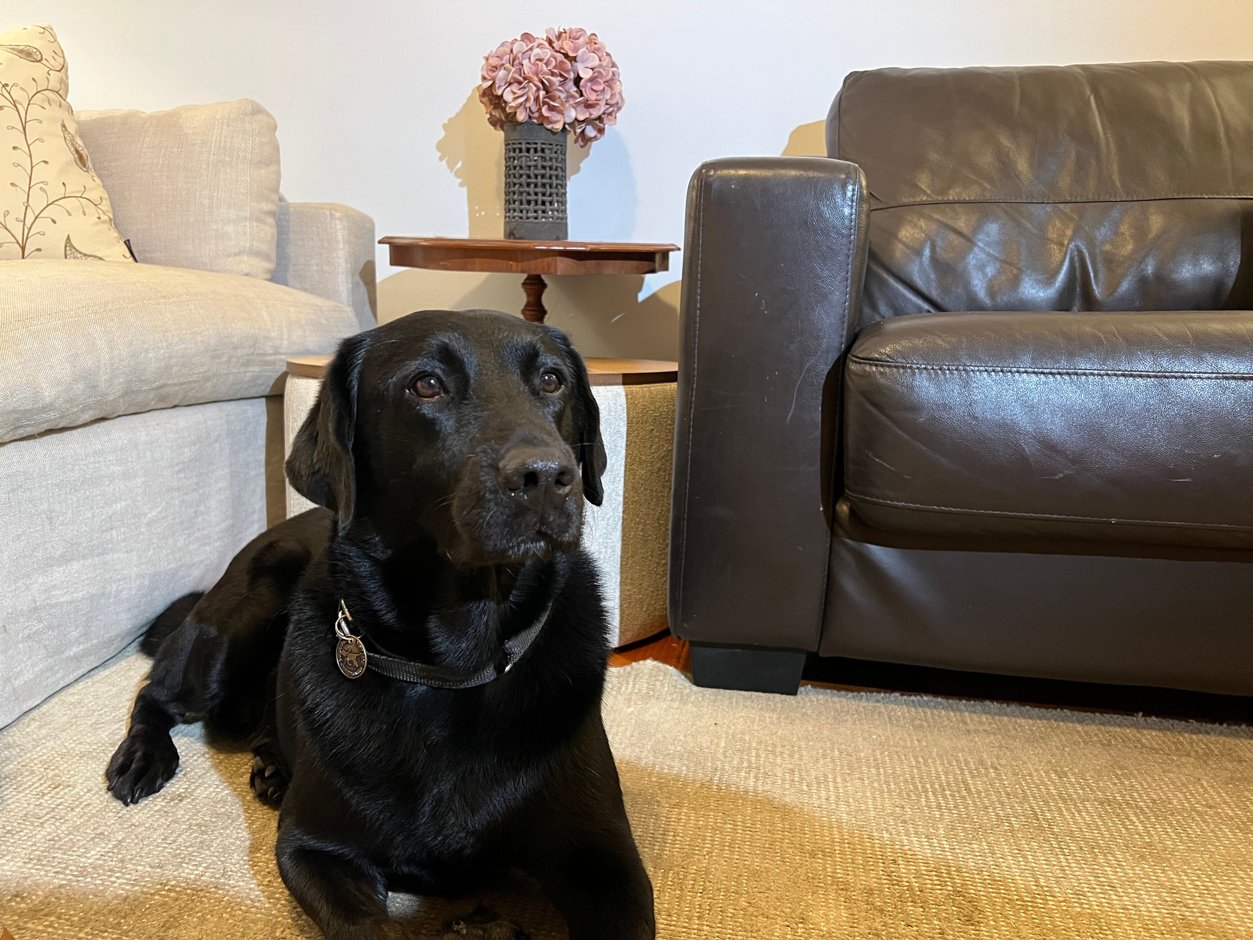 Taxi, rideshare drivers in NSW who refuse passengers with guide dogs ...