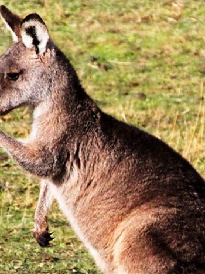 Kangaroos are left-handed, say scientists - ABC listen