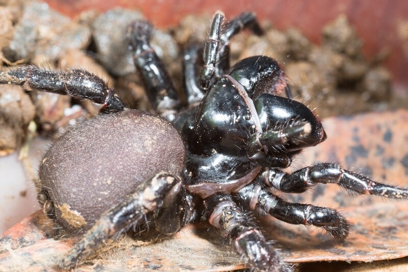 The tragic love life of the male Mouse Spider - ABC listen