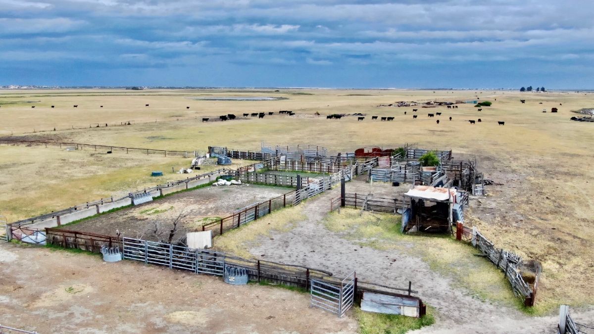 How do you run cattle and sheep in a swamp? This farm has done it for ...