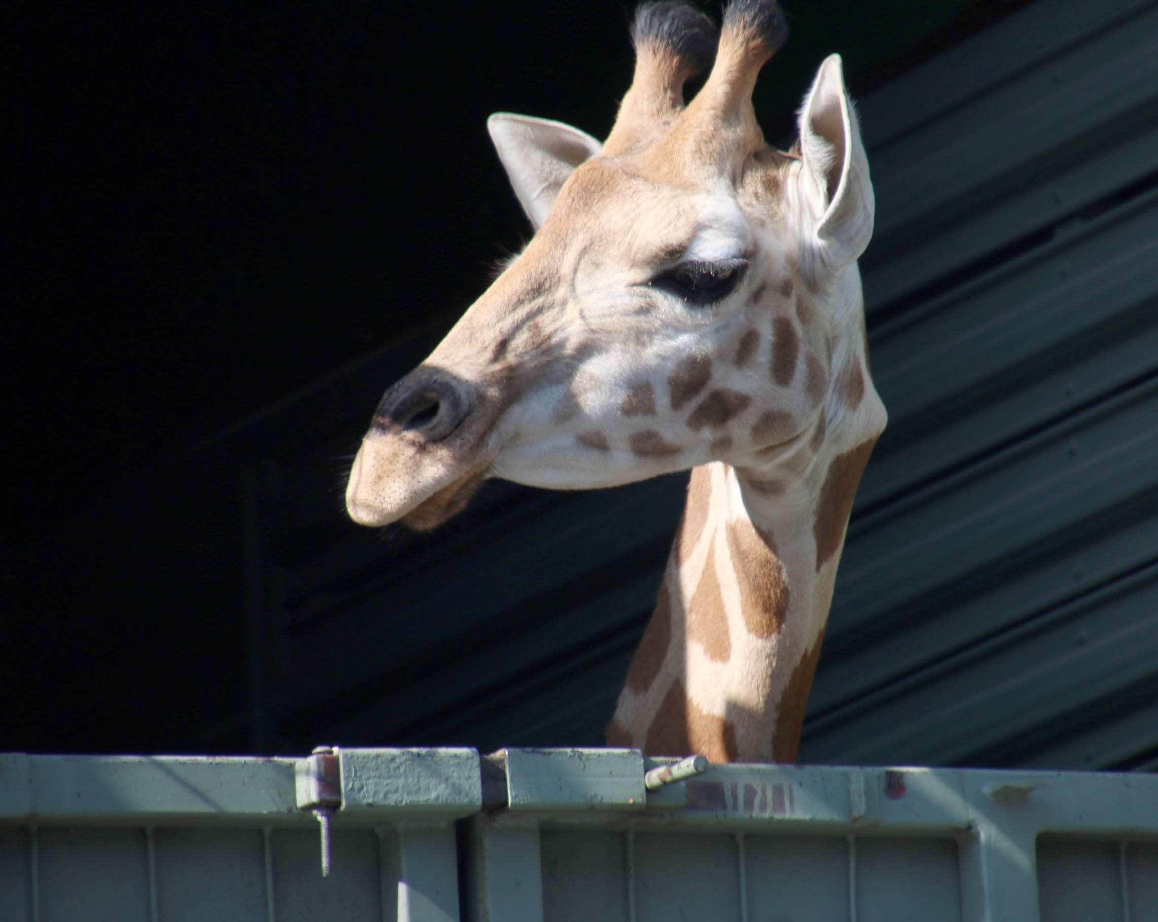 Baby giraffe Ellie completes epic journey across Australia to Perth Zoo ...