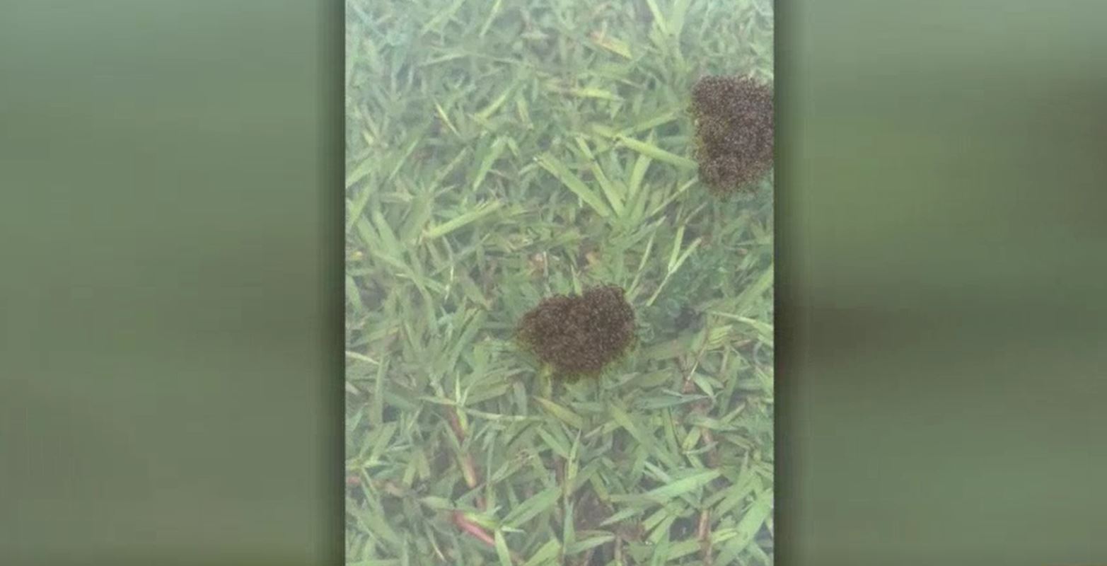Fire ants floating through floodwaters on a raft - ABC News