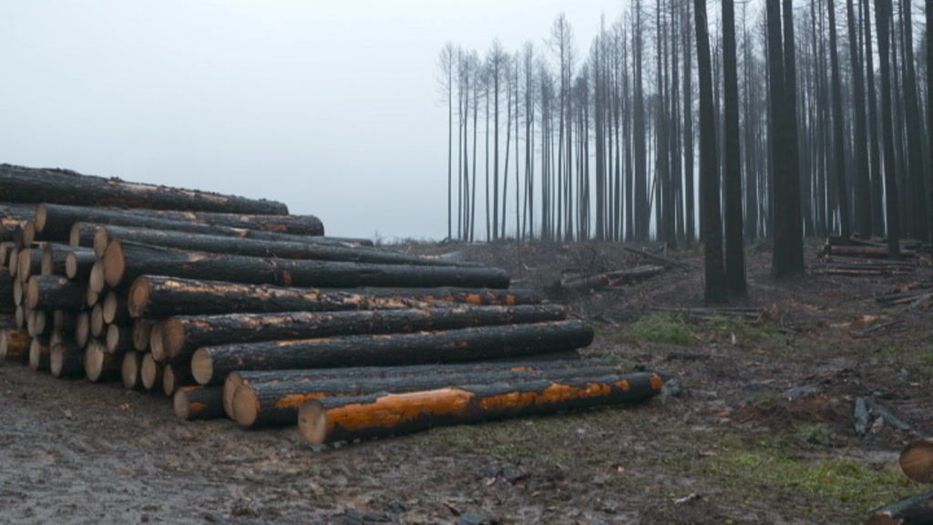 Timber Trouble: Race to salvage trees killed in bushfire - ABC News
