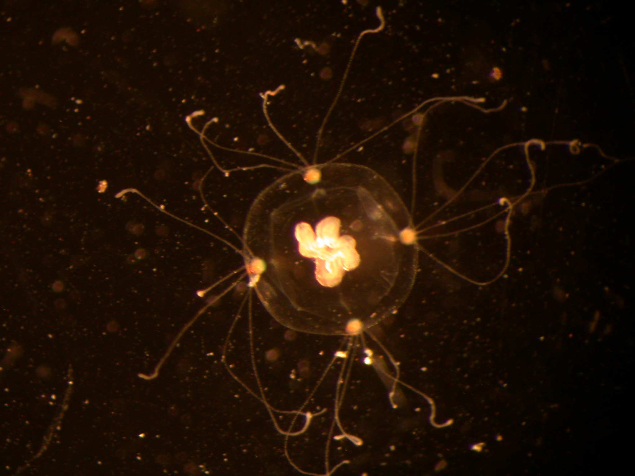 Jellyfish stinging salmon industry profits, but could fish farms be ...