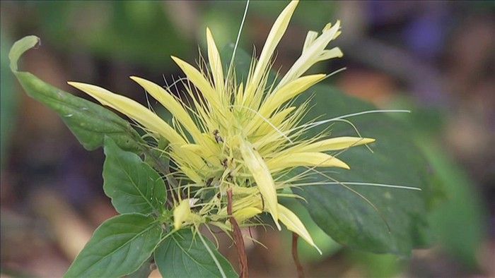 Plant Detective - Gardening Australia