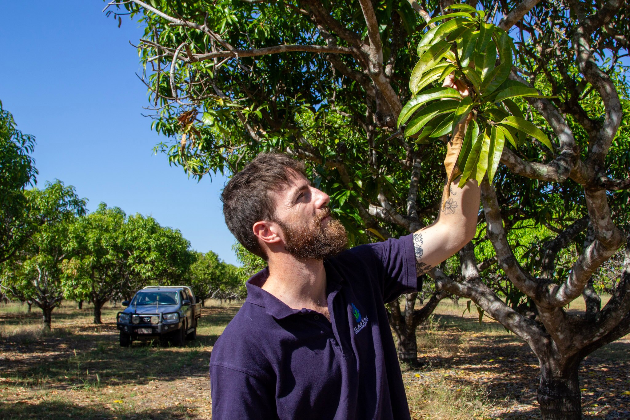 "Mystery" disease mango twig tip dieback is impacting thousands of ...