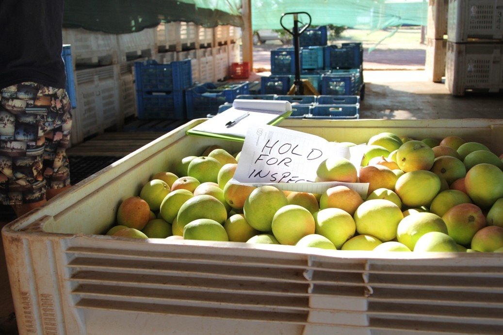 Calypso mango marketing rights and 140,000 trees bought by Katherine ...