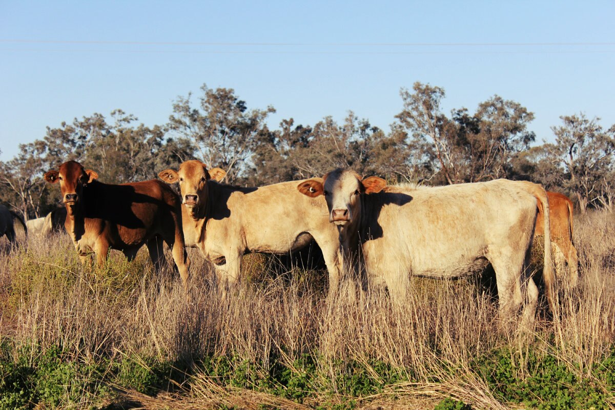 ABC reporters win all three broadcast categories in the Australian ...