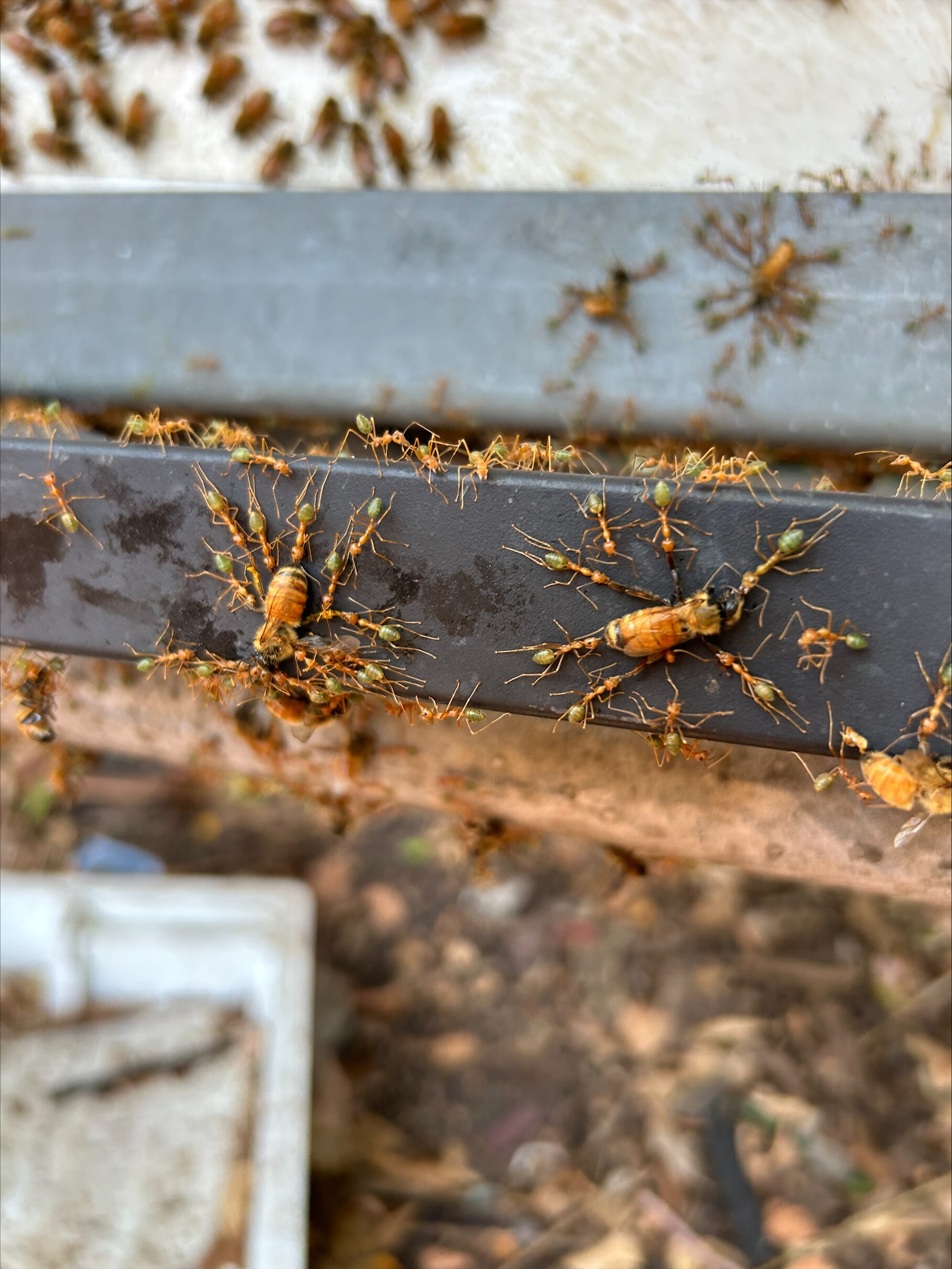 When green ants attack, limb by limb - ABC listen