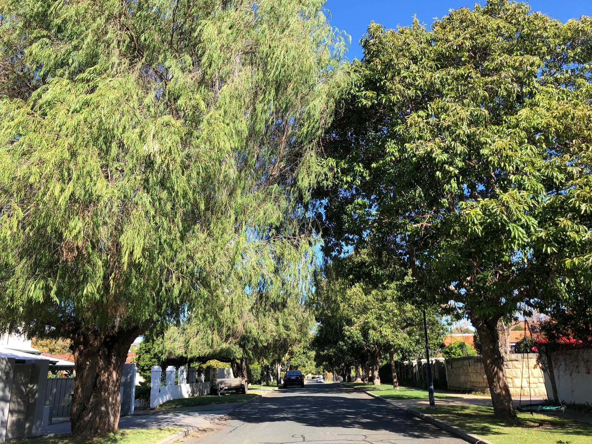 How hot is your neighbourhood? Areas of Perth feel the heat as tree ...