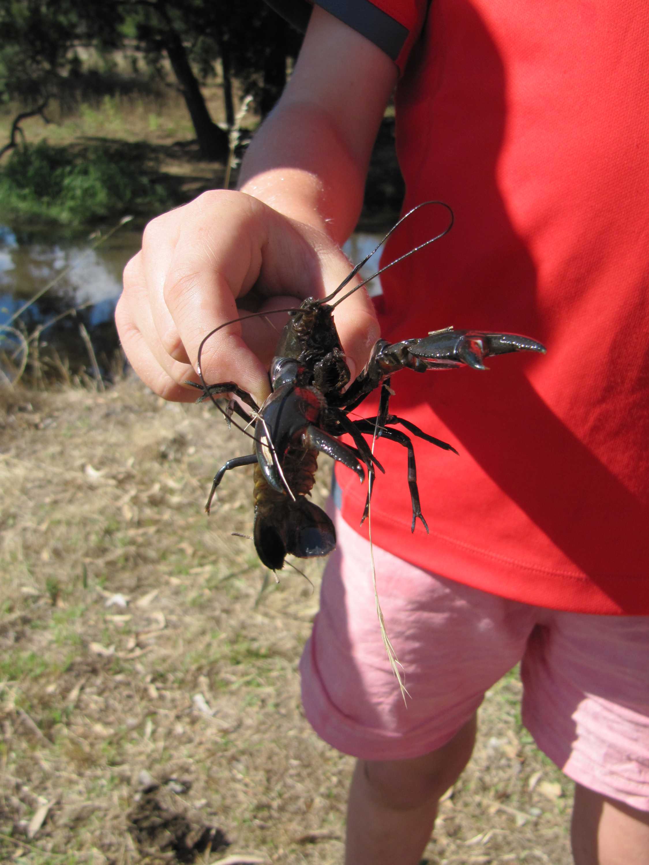Why are yabbies important? - ABC listen
