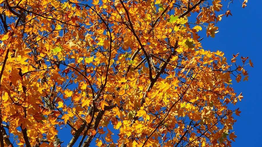 Autumn Comes Too Soon: songs for the new season - Double J