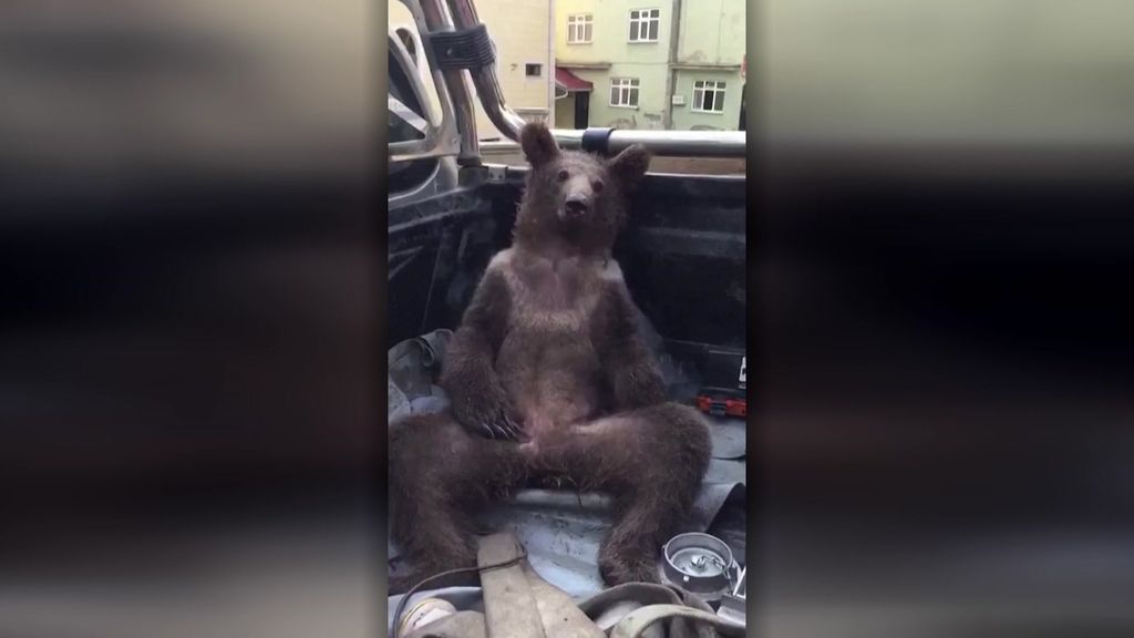 Turkish bear rescued after getting high on 'mad honey' - ABC News