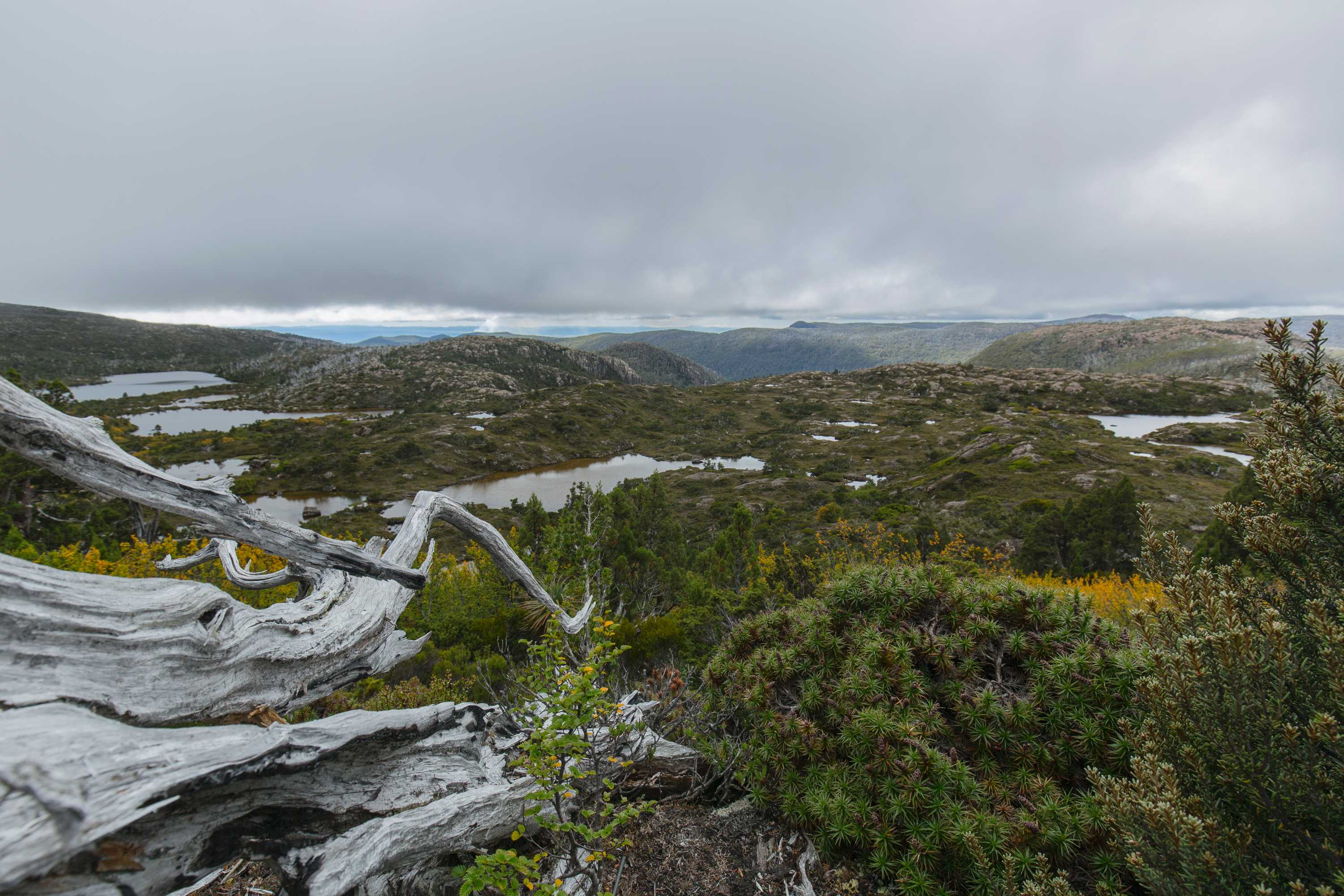 The Tarn Shelf in Tasmania's Mount Field National Park is a window to ...