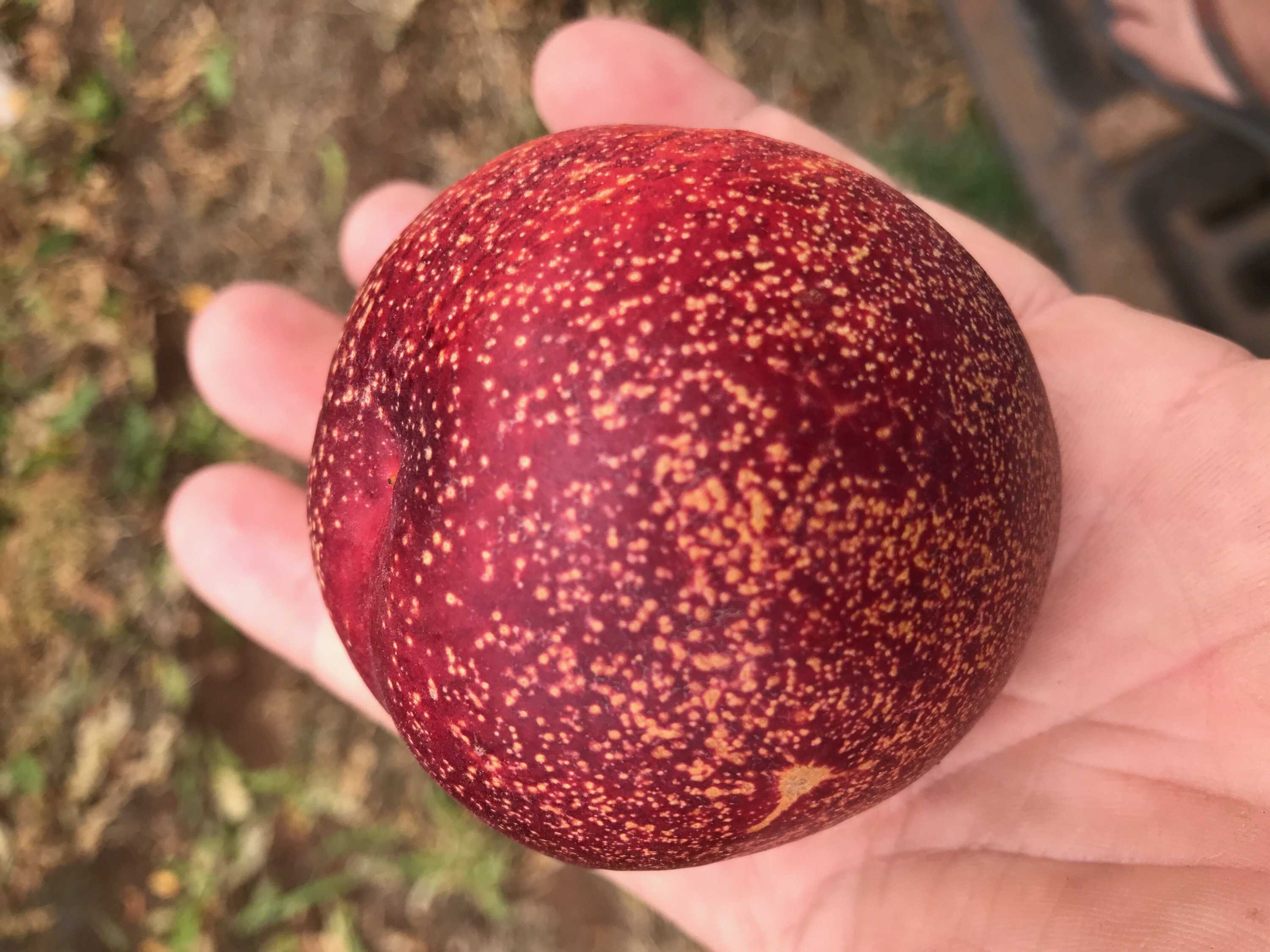 Countrywide - ABC listen