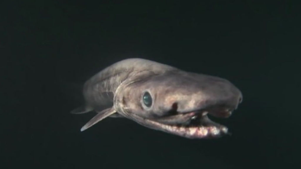 Rare deep-sea shark caught off Victoria - ABC News