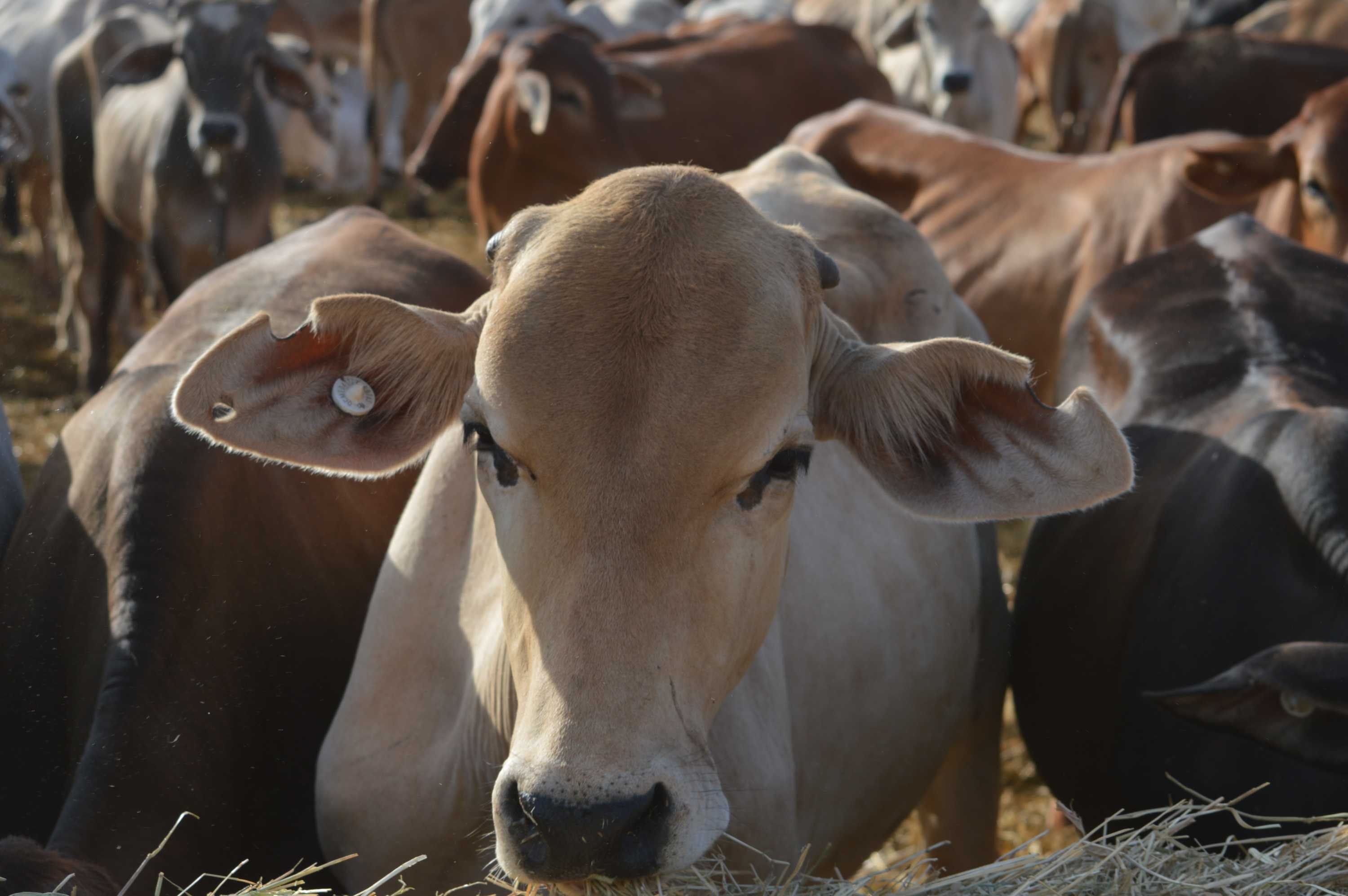 Weipa cattle shipment to Indonesia revives live export hopes in Cape ...