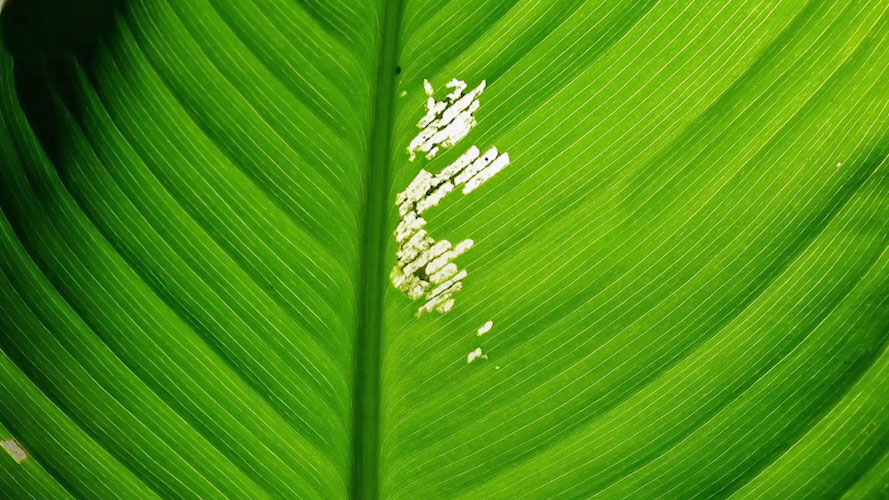 Integrated Pest Management - Gardening Australia