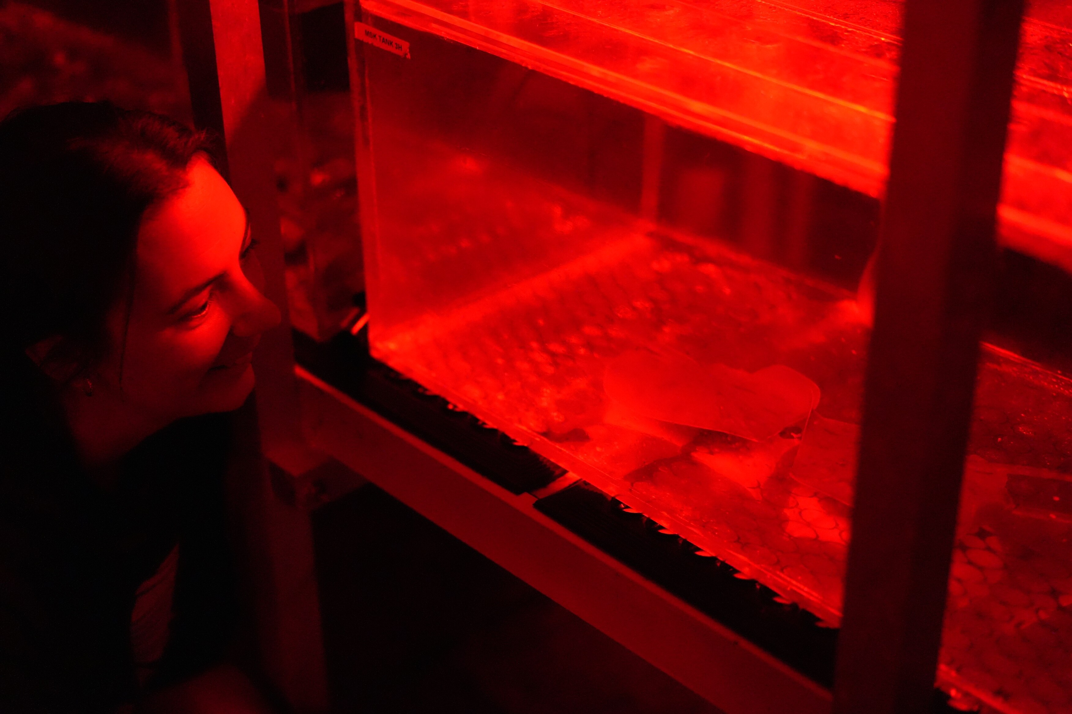 Milestone for Maugean skate breeding program as first captive-born fish ...