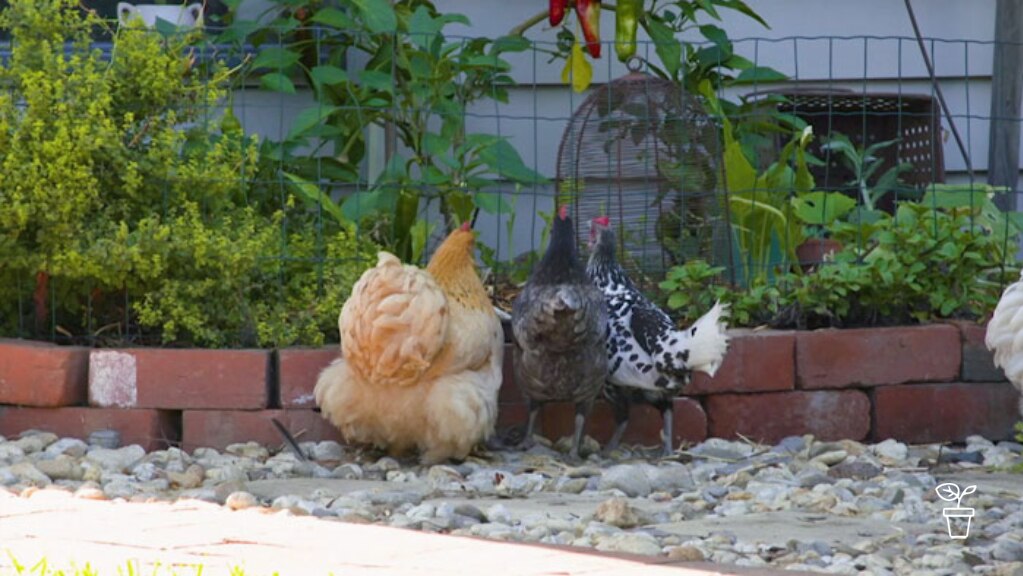 Chook Lookbook - Gardening Australia