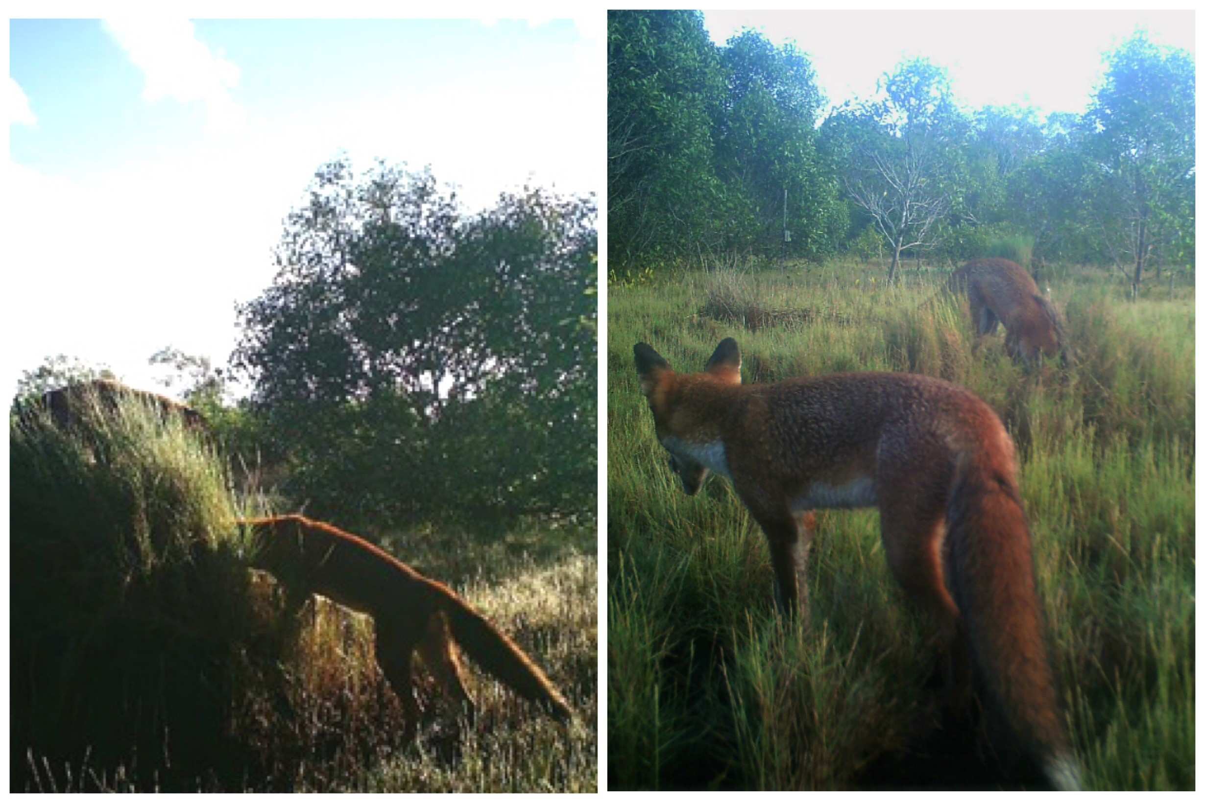 Cameras capture foxes pulling apart water-mouse nests in coastal ...