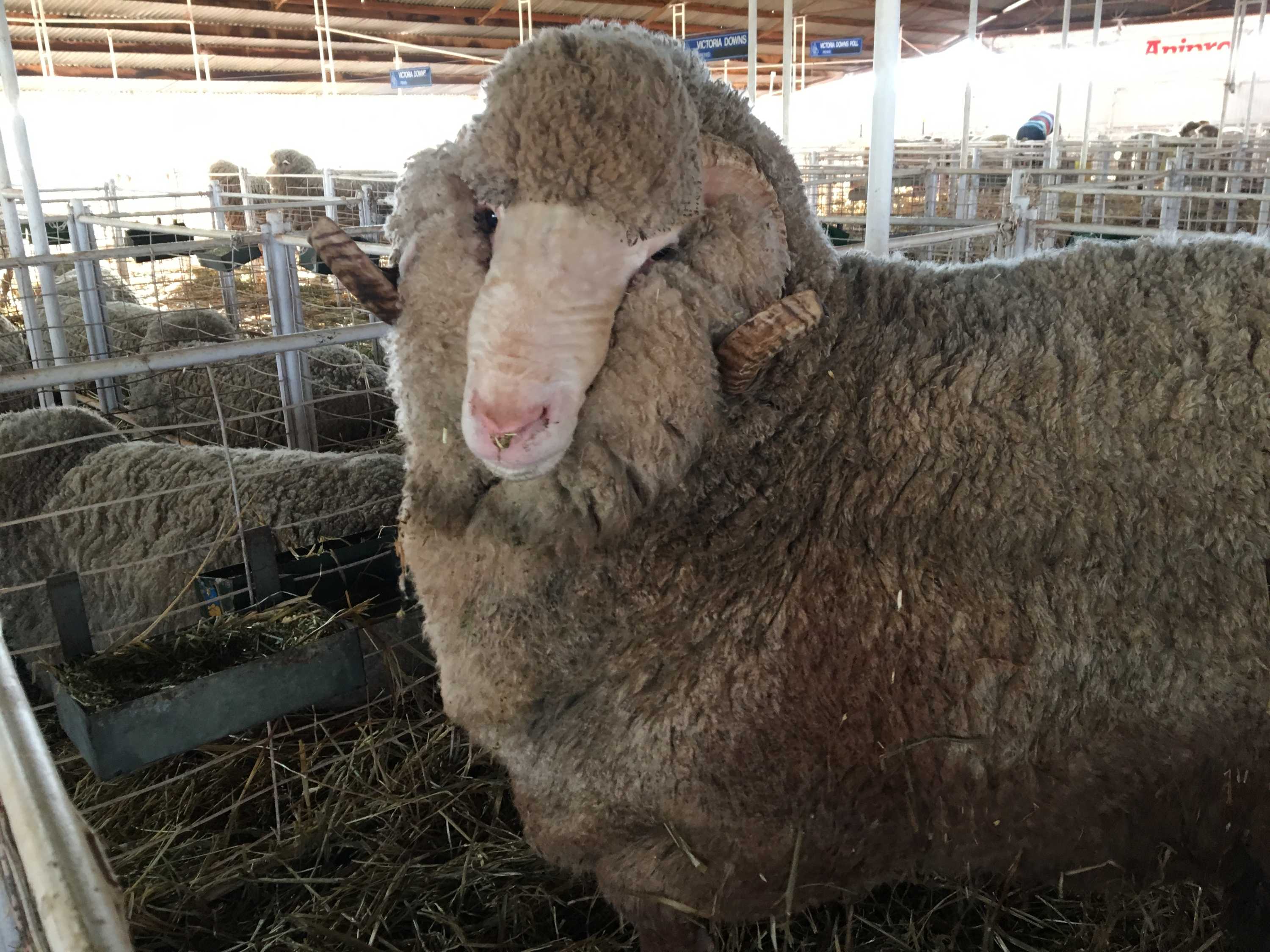 Merino sheep genetics on show as Queensland aims to repair wool ...