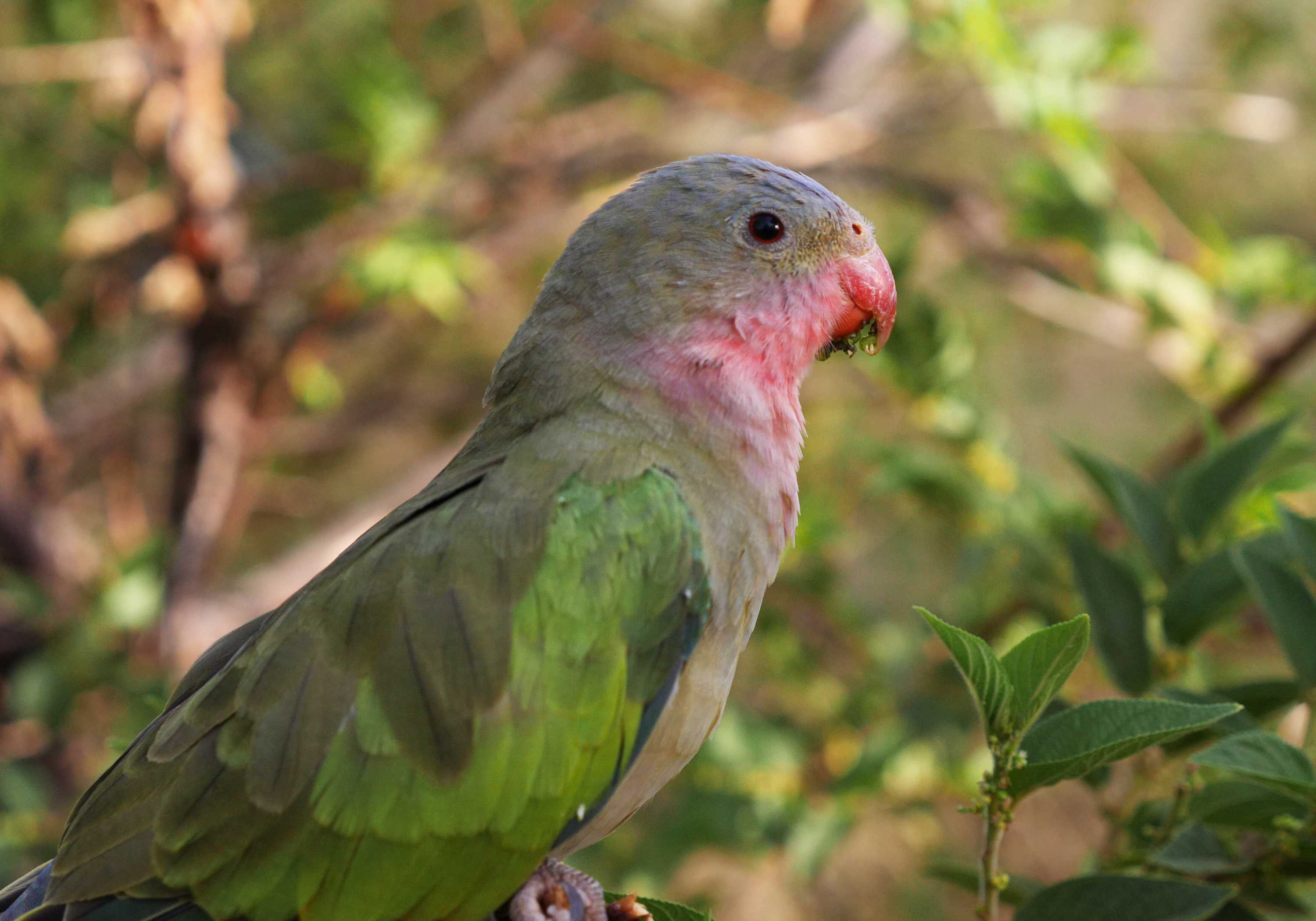 Alice Springs Desert Park birds are fed three hours earlier to beat the ...