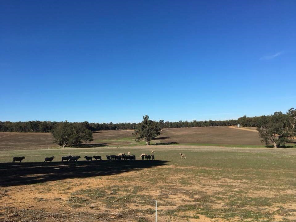 Vegetarian, left-wing sheep farmer urges rethink on live export ban ...