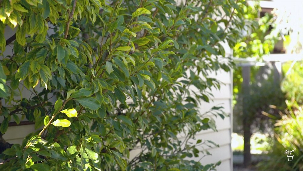 Top Tip: Trellised Tree Care - Gardening Australia
