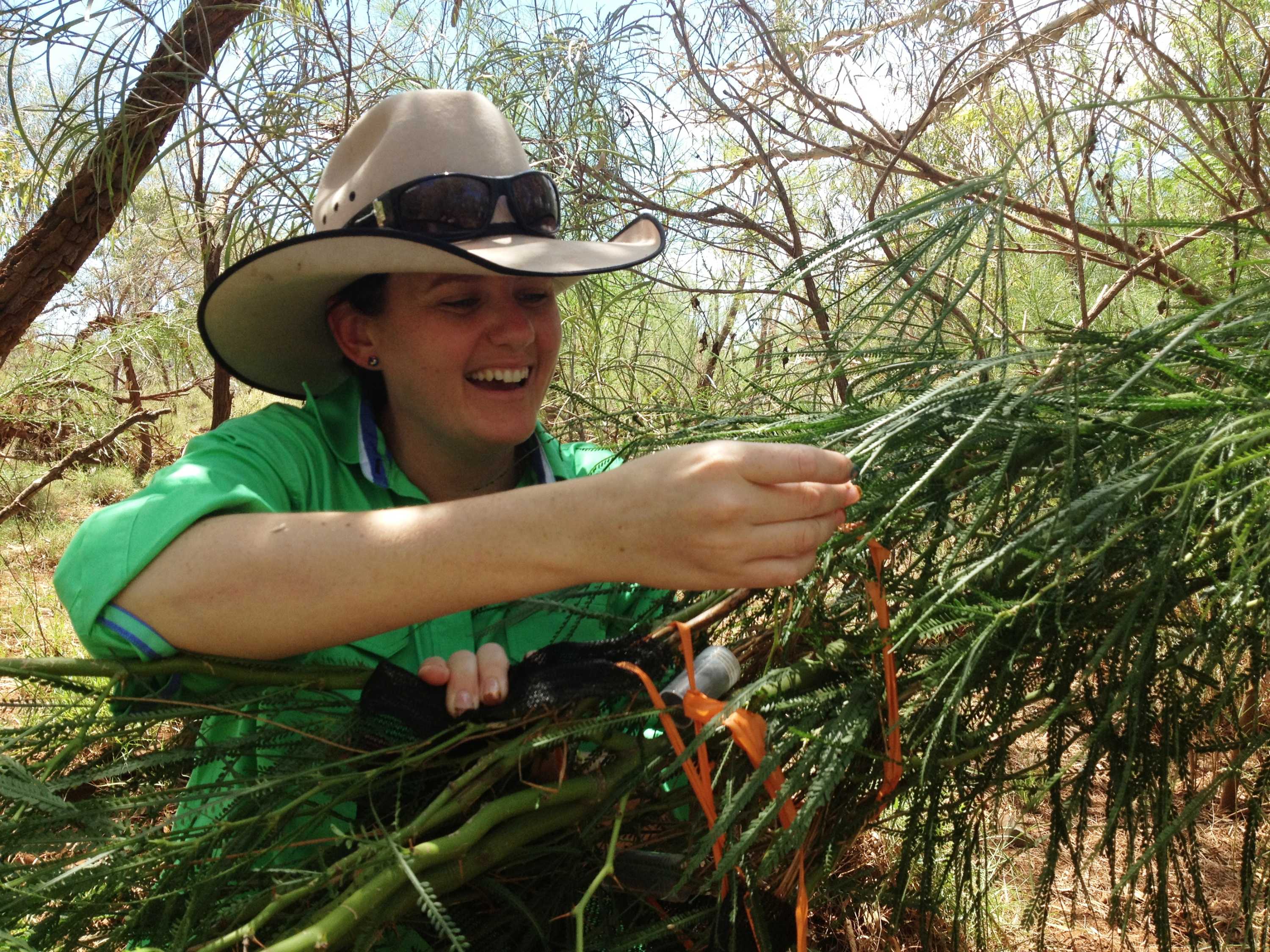 Bugs released to tackle problem weed in the Pilbara - ABC News