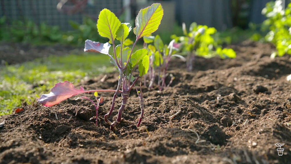 Crop Swap - Gardening Australia