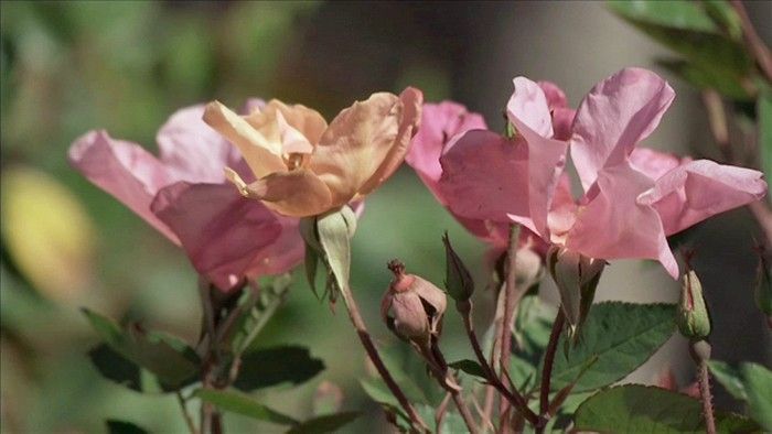 Plant Profile: Shrub Rose - Gardening Australia