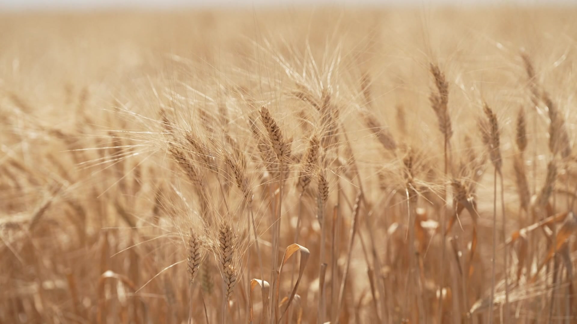Mates team up with NSW Riverina farmers to help feed people in Sudan ...