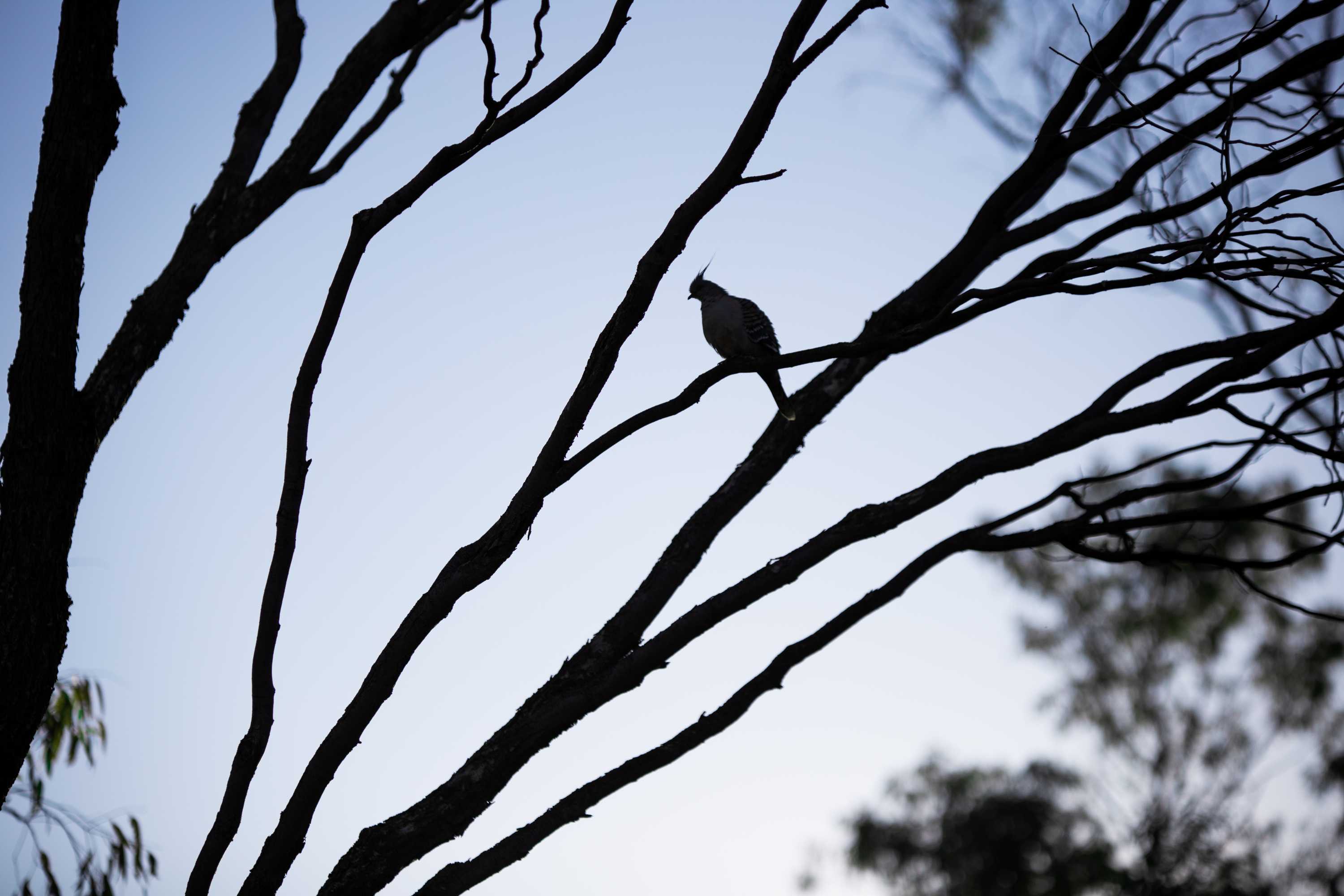 Northern Territory gardeners using native plants to fight animal ...