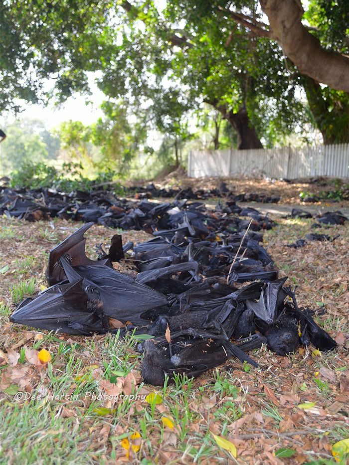 Race on to save orphan baby bats after heatwave kills 5000 flying foxes ...