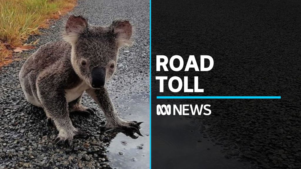 Dramatic increase in number of Koalas being hit by cars - ABC News