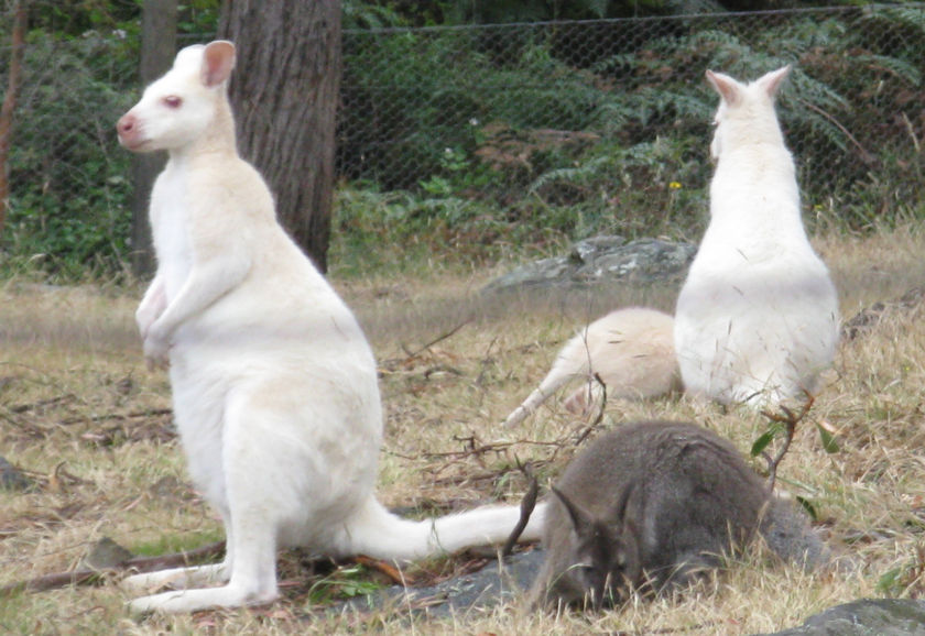 Six white boomers ready for Australian run - ABC News