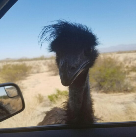 Emu found wandering along Arizona highway - ABC News